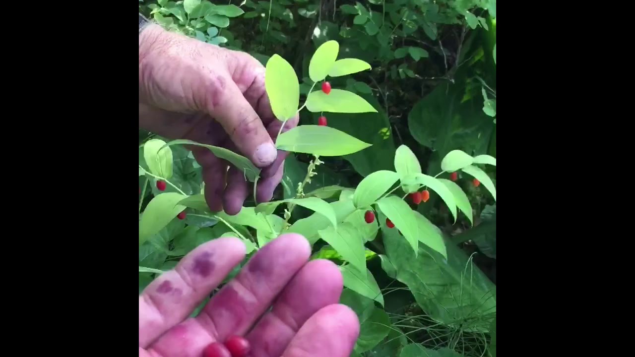 Watermelon berry picking in Alaska - YouTube
