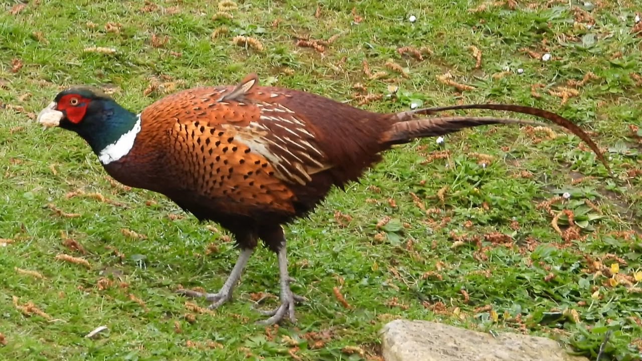 A Pheasant Surprise - YouTube