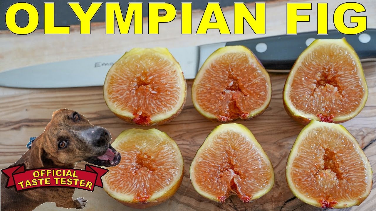 Olympian Fig - A Large, Peach Flavored, Cold Hardy Fig Tree - YouTube