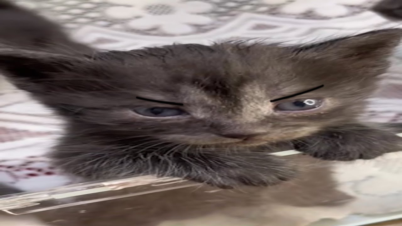 Angry looking cat getting pinched - YouTube