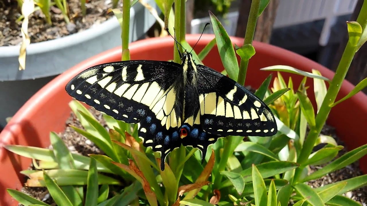 Anise swallowtail butterfly - YouTube