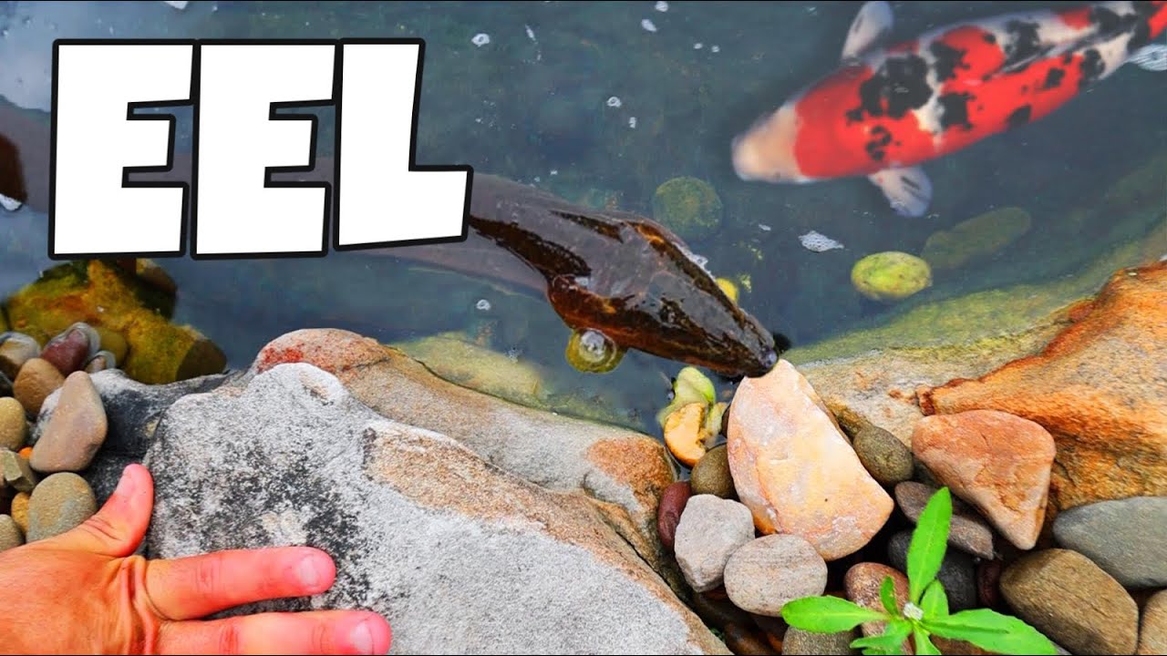 Hidden Eel Trap Catches Slimiest Eels in Pond! - YouTube