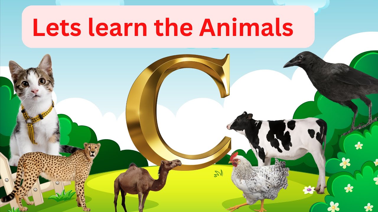 ANIMALS GALORE! A to Z Expedition Begins - YouTube