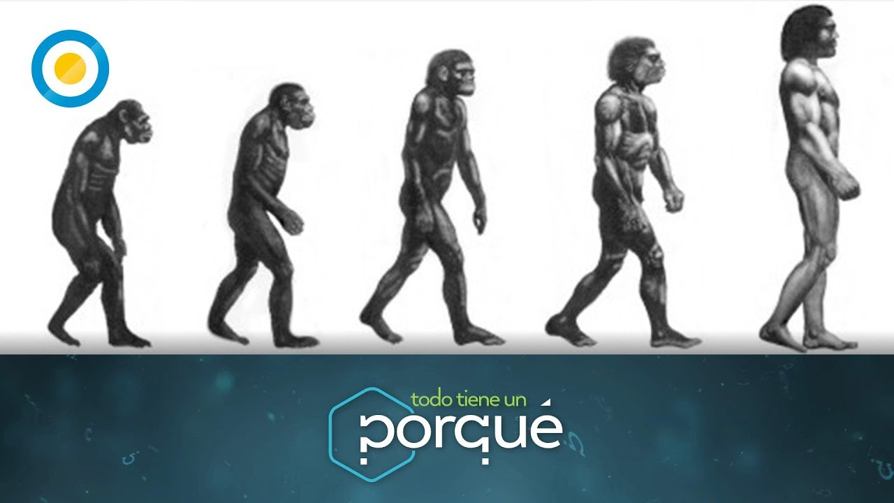 ¿Por qué caminamos erguidos? (2 de 3) - Todo tiene un porqué - YouTube
