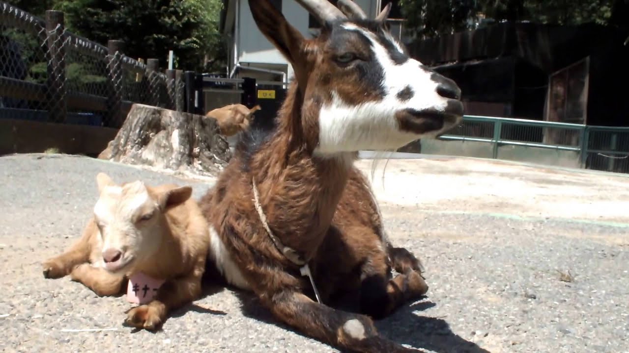 Cute baby goat and momo.かわいいヤギの母子。 - YouTube