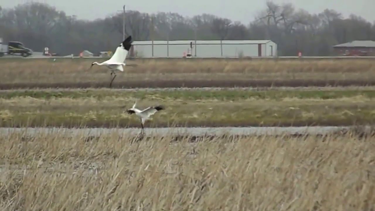 Whooping Crane Dance - YouTube