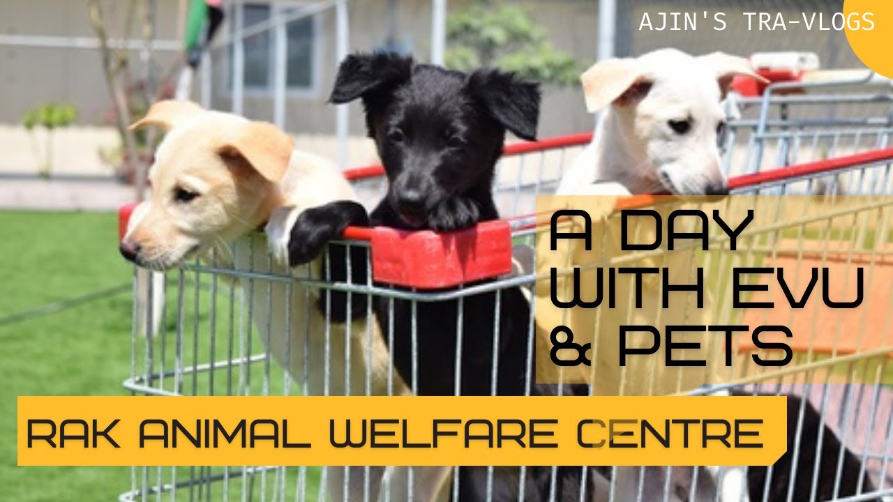 RAK Animal Shelter || Evu was 10months old || Dogs and Cats in DUBAI ...