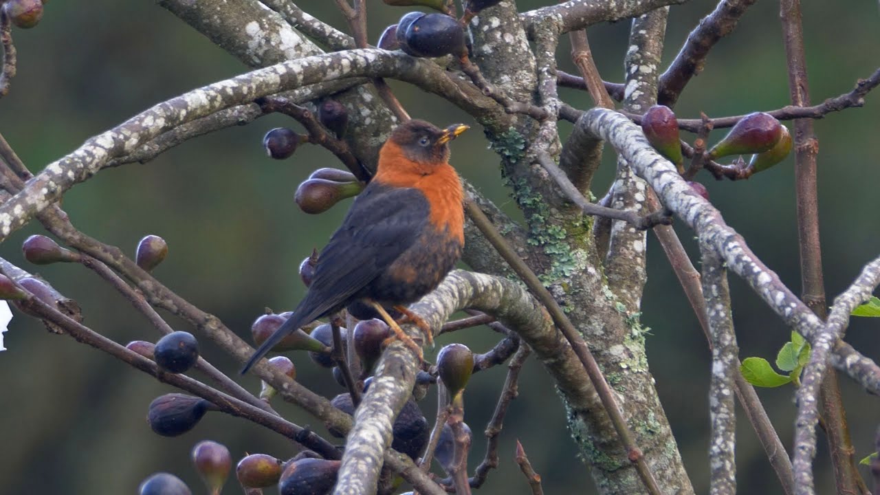 Rufous-collared Robin and its Song - YouTube