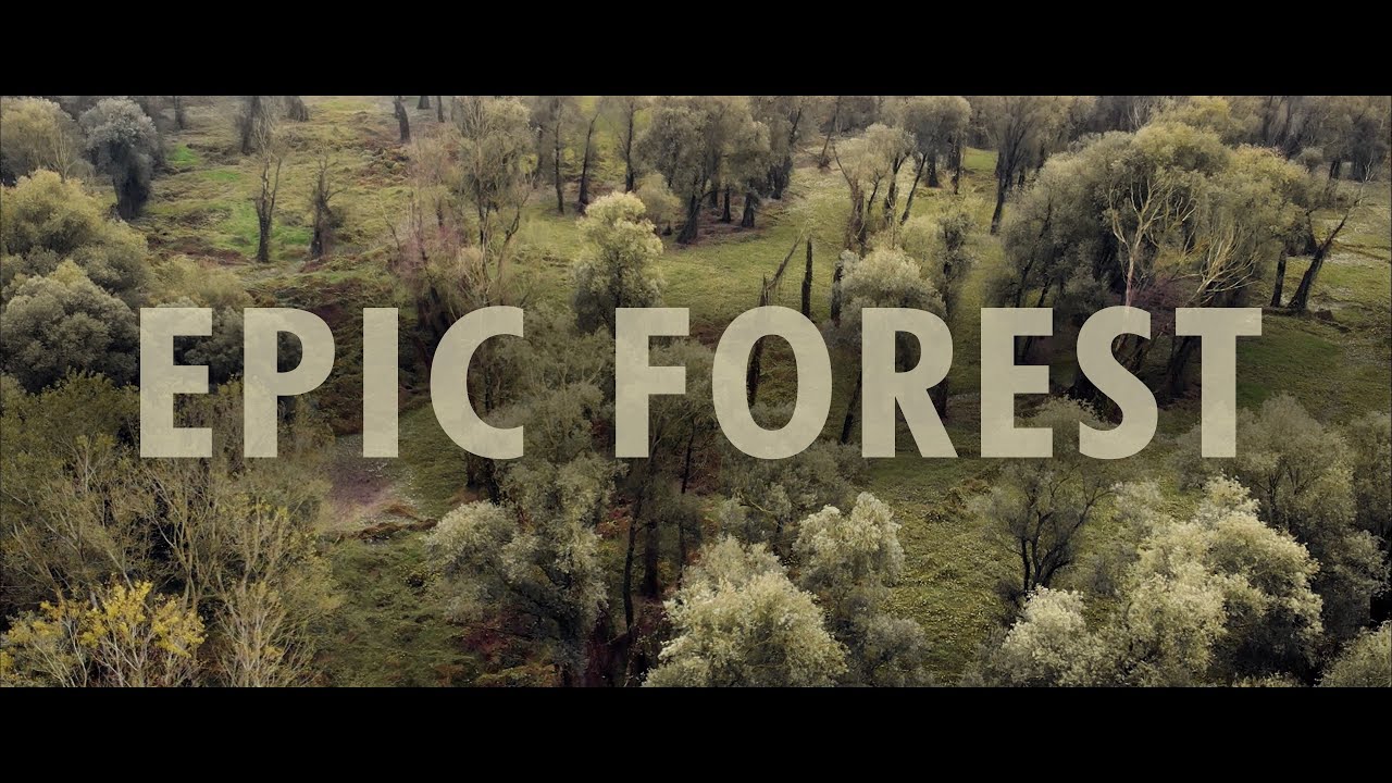 EPIC FOREST - Short Film 4K - YouTube