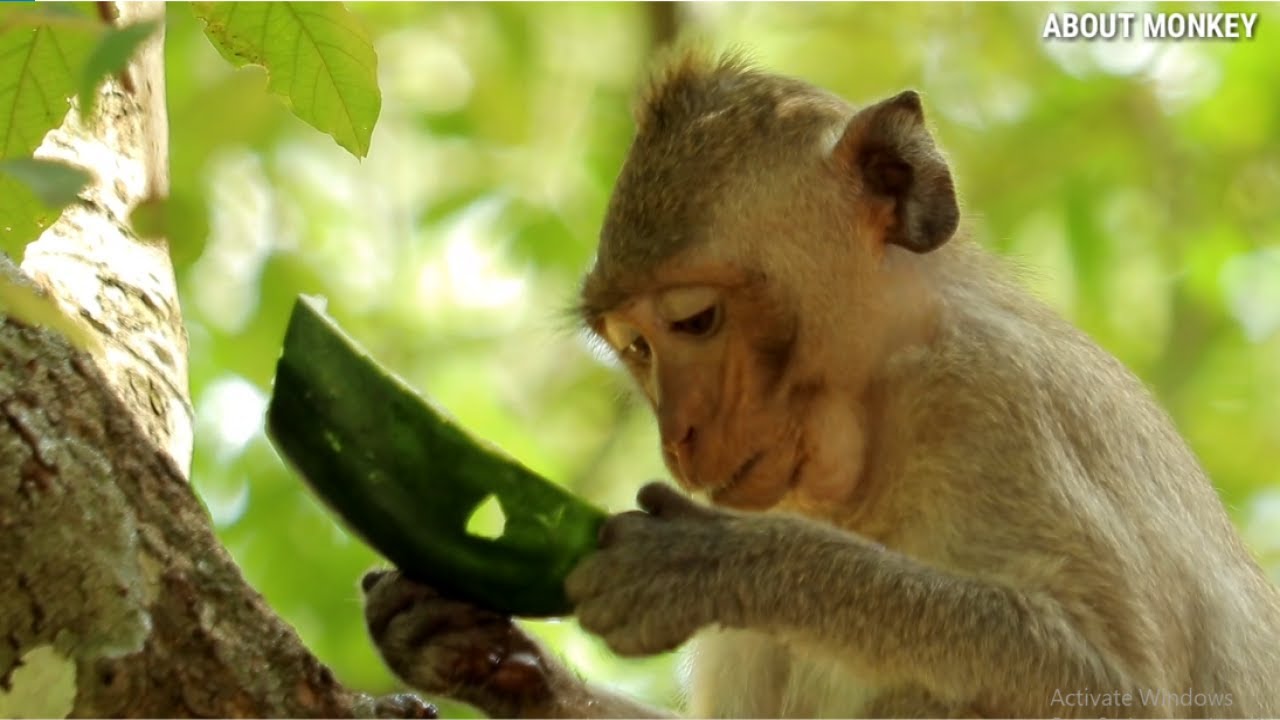Monkey Jane 's Family Has Many Fruits To Eat Than Other Monkey, Janet ...