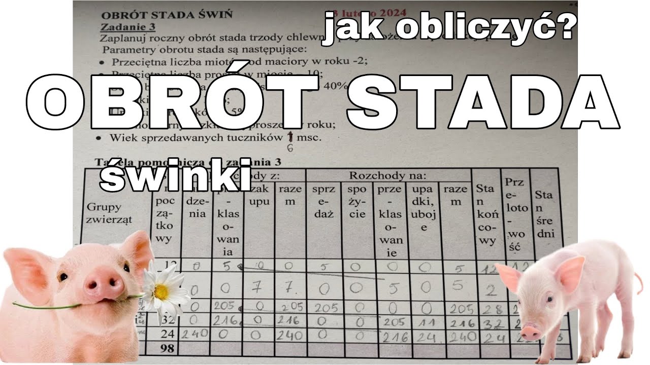 OBRÓT STADA - jak obliczyć stan średnioroczny? 🐷🎀 - YouTube