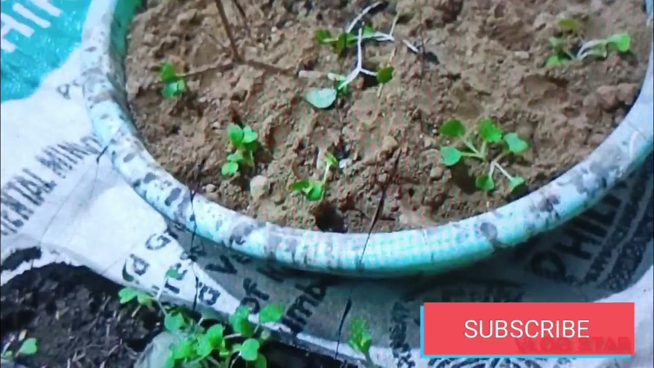 Sinubukan kong magtanim ng gulay - YouTube