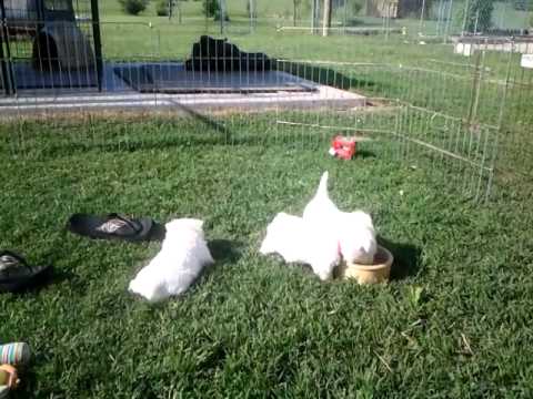 Chi Chi girls Westie pups - YouTube