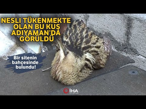 Nesli Tükenmekte Olan 'Hint Gölet Balıkçıl Kuşu' Adıyaman'da Görüldü