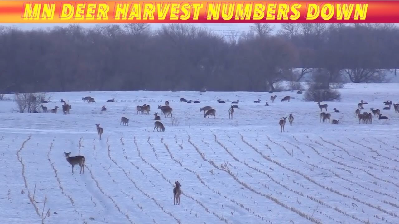 Minnesota Deer Harvest Numbers Are Down - YouTube