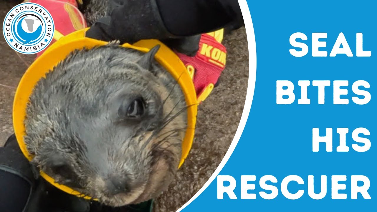 Seal Bites His Rescuer - YouTube