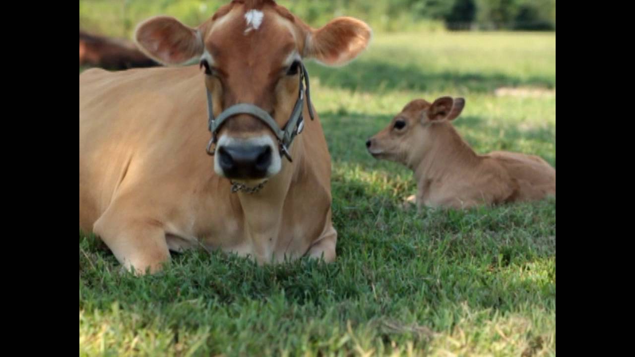 How To Make Cheese With Raw Cow's Milk - YouTube