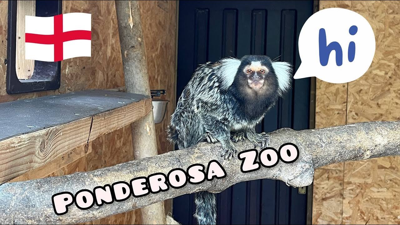 DAY OUT AT THE ZOO | VISIT PONDEROSA ZOO & ANIMAL WILDLIFE PARK ...