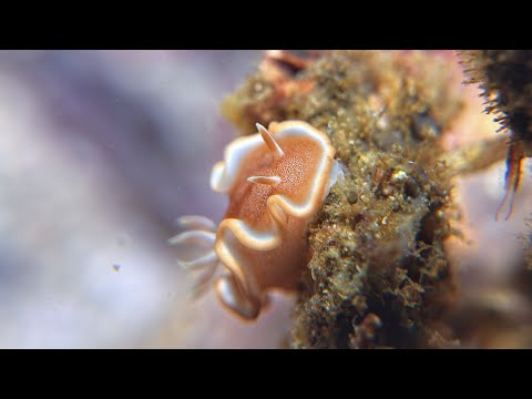 Macro diving in Malapascua - Philippines, April 2025 [4K|60fps] - YouTube