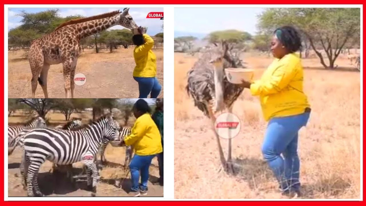 #EXCLUSIVE: MBUGA YENYE SIMBA WASIONGA'TA WATU, ALIPOKWENDA NANDY NA ...