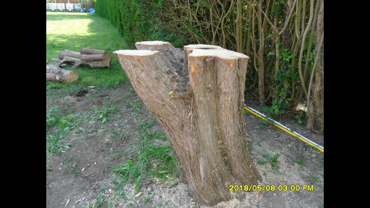 How to Cut Tree Trunk Level - YouTube