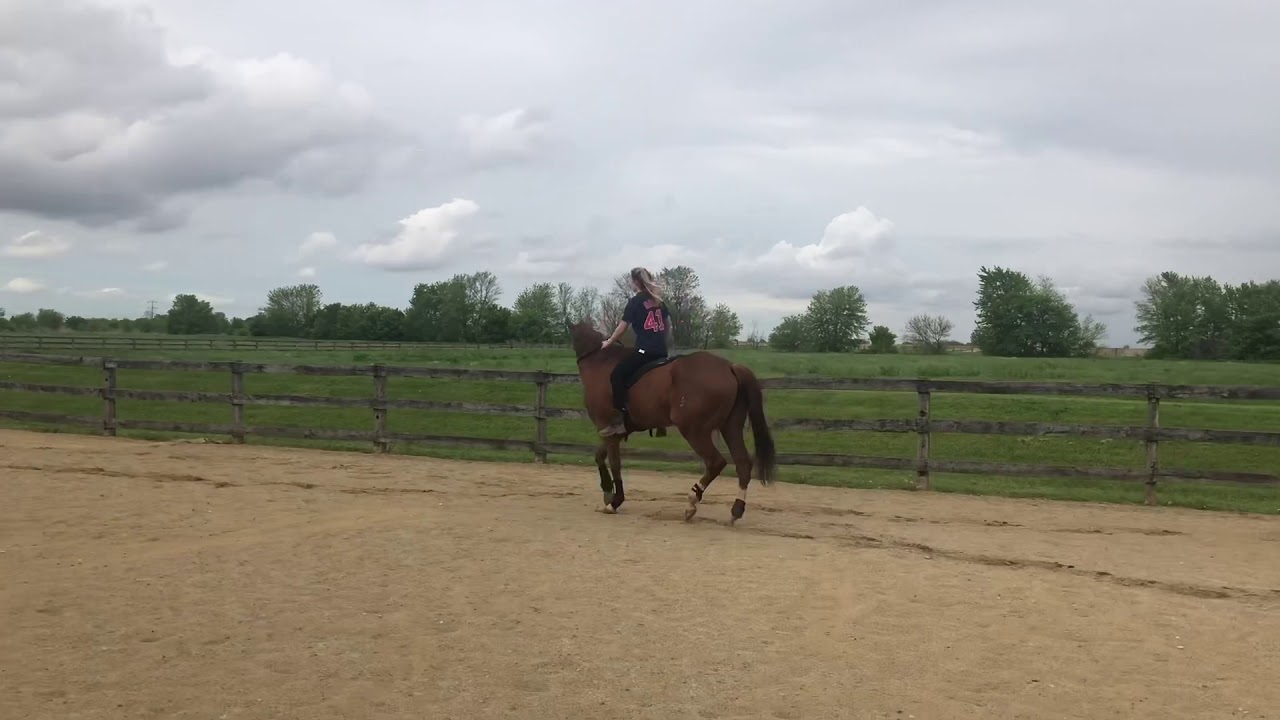 Quarter horse canter - YouTube