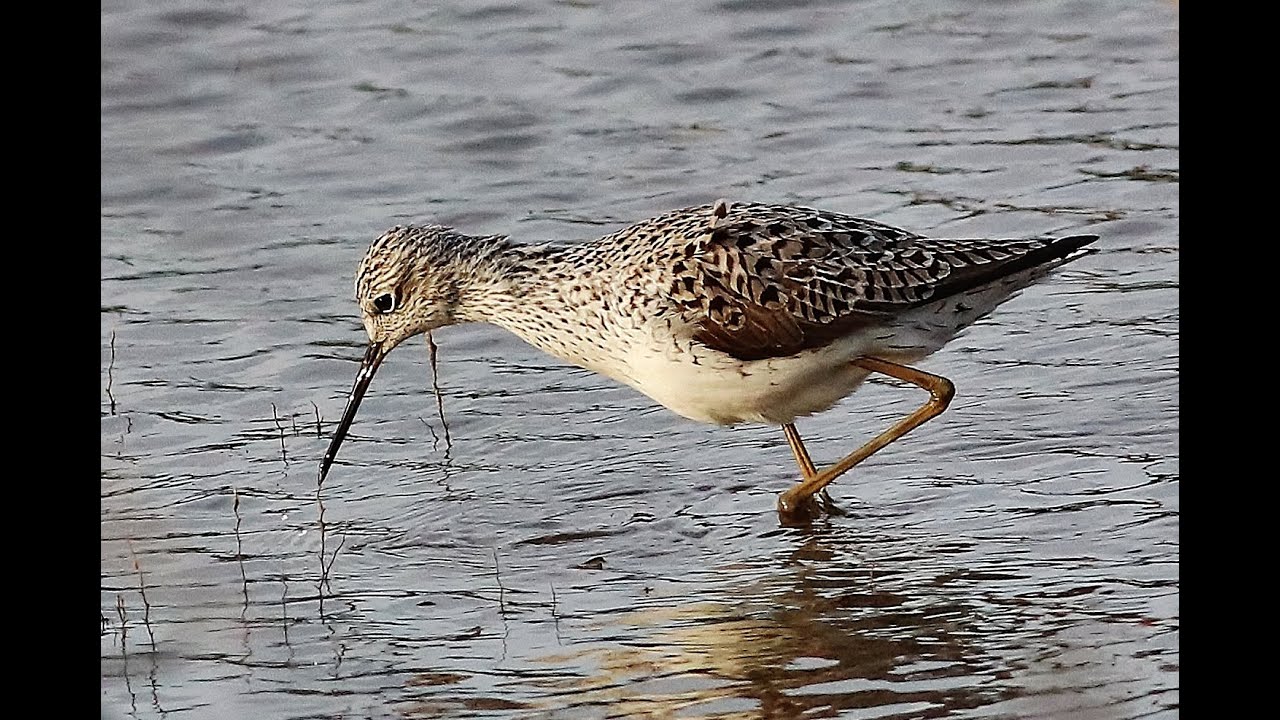 Marsh sandpiper (Tringa stagnatilis) Βαλτότρυγγας - Paralimni 1/4/2023 ...