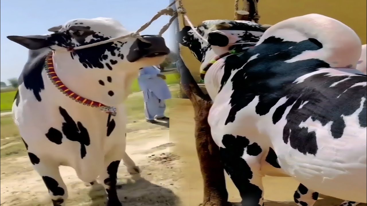 Dhani Cow Farming ! Angry Bull ! Dhani Cattle ! Dhani Bull Race - YouTube