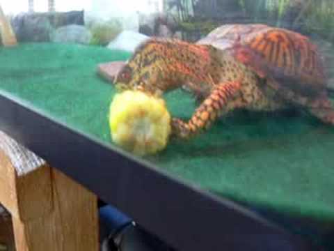 Turtle eating corn on the cob - YouTube