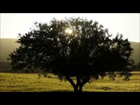 Musa Eroğlu - Nalın Dilber