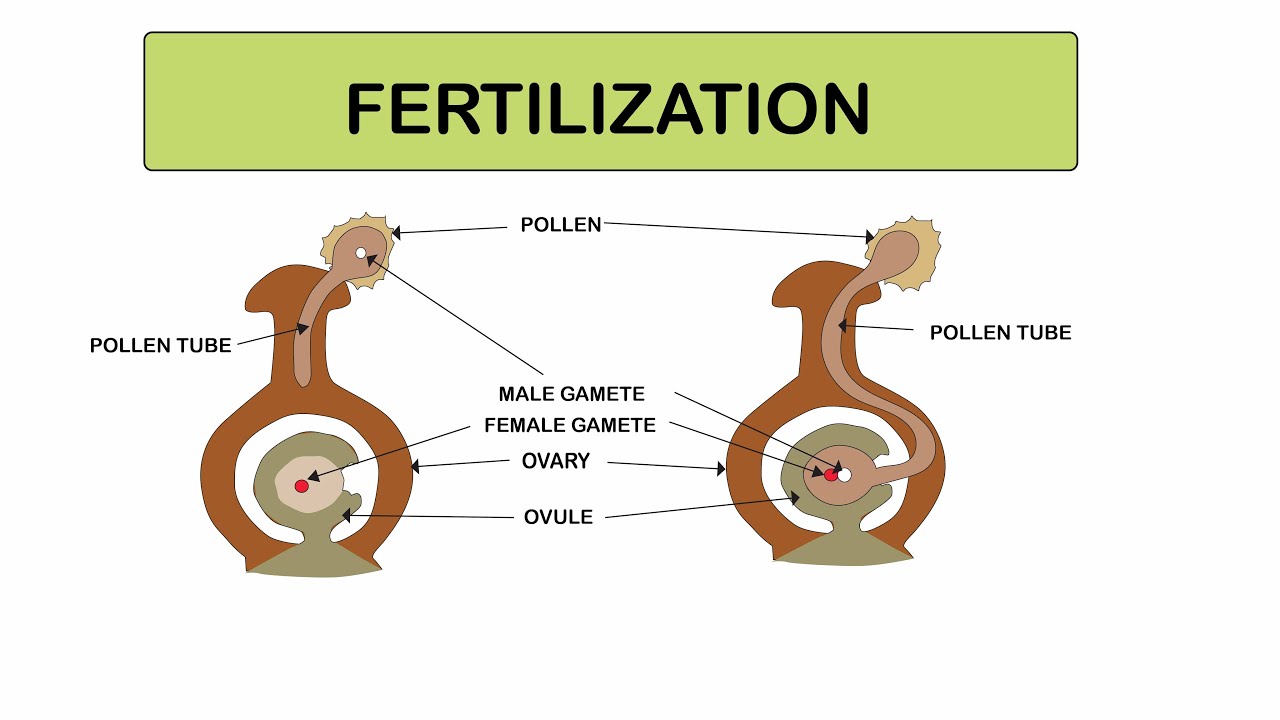Fertilization in plants- for grade 5 - YouTube