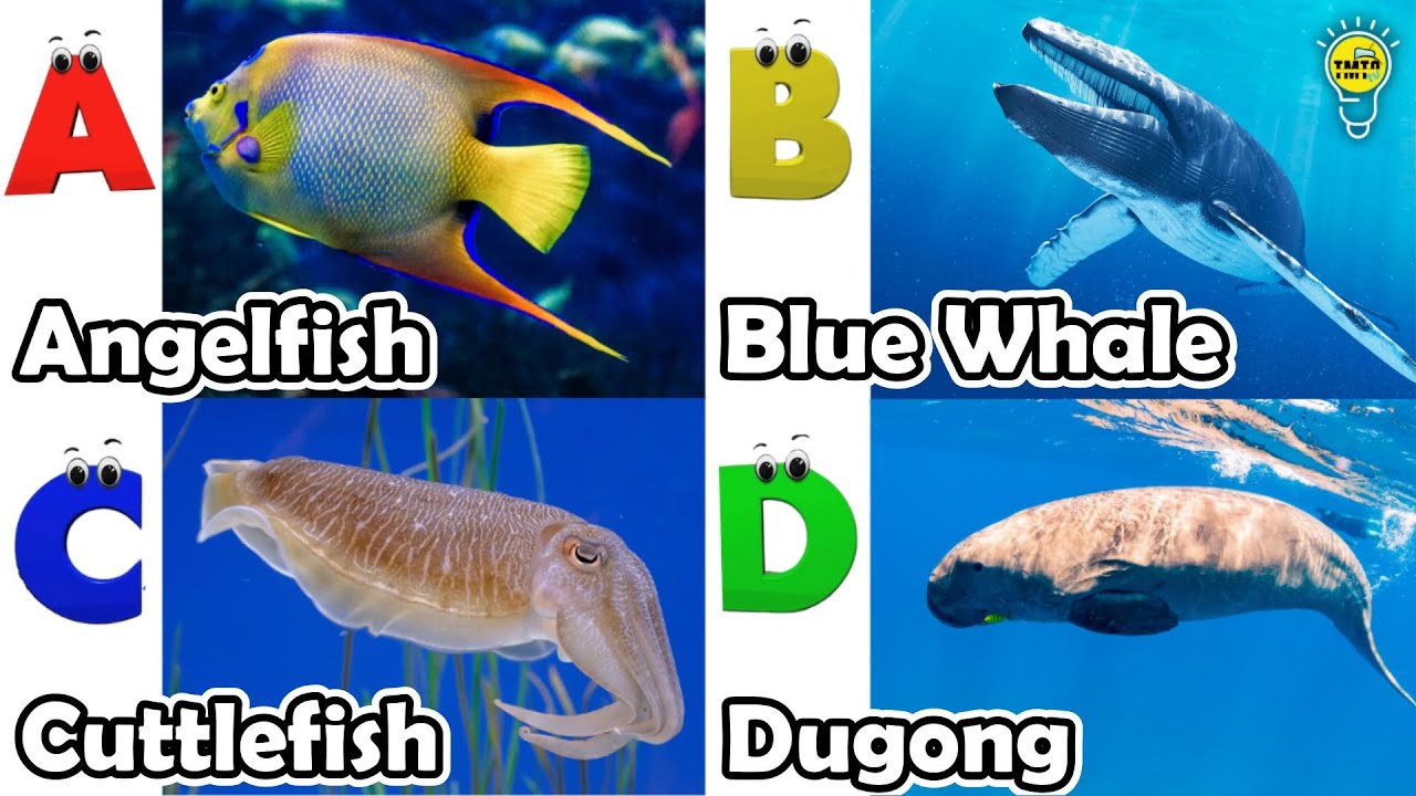 ABC phonics animals | ABC Sea Animals song | English and Animals for ...