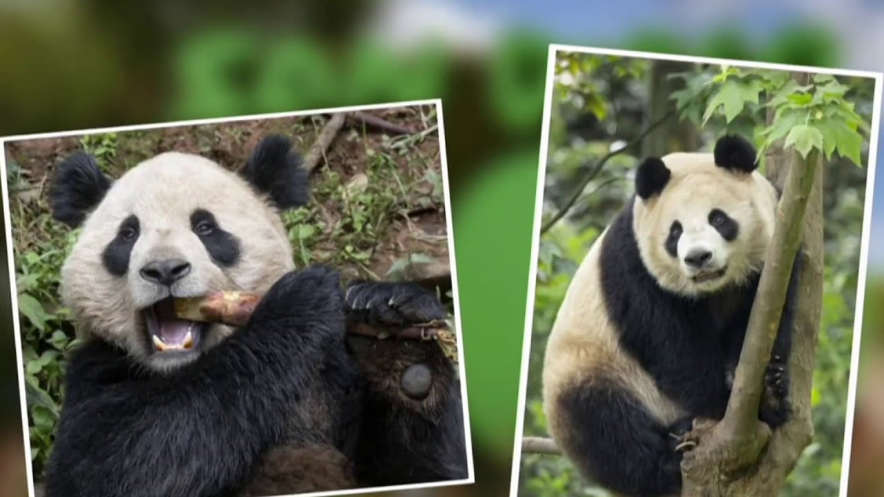 Two giant pandas headed to San Diego | NBC 7 San Diego - YouTube