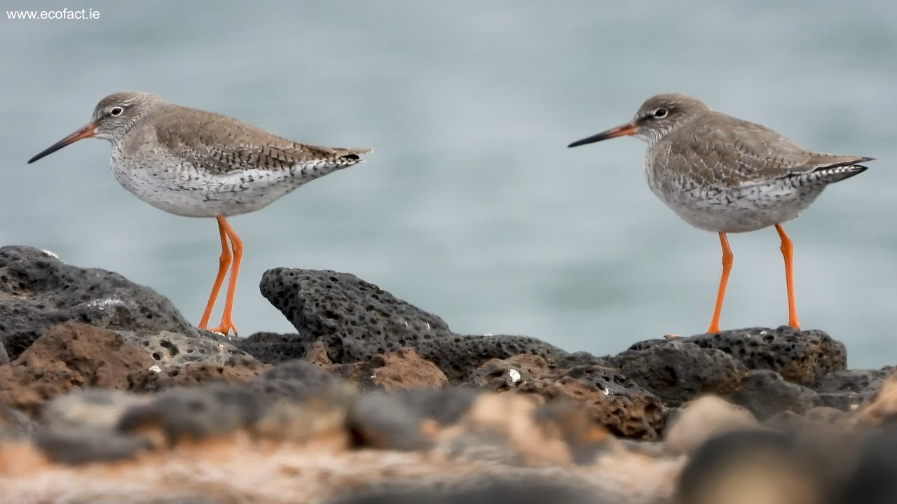 Selected shorebirds; Lanzarote, December 2019 - YouTube