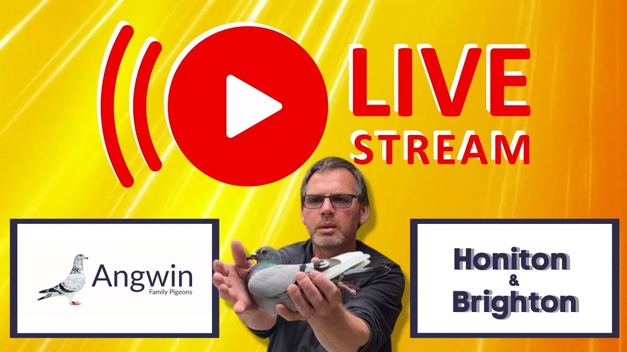 Angwin Family Pigeons is live - YouTube