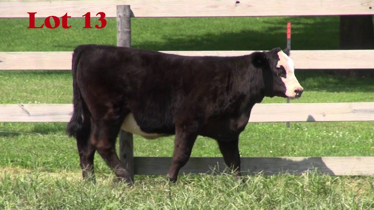 Lot 13 - YouTube