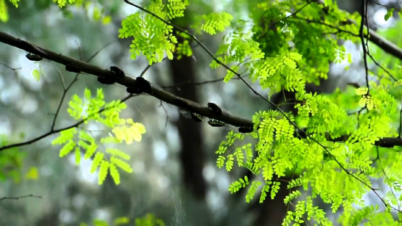 Cicada Rain in Singapore - Squirt Symphony No. 4 - YouTube