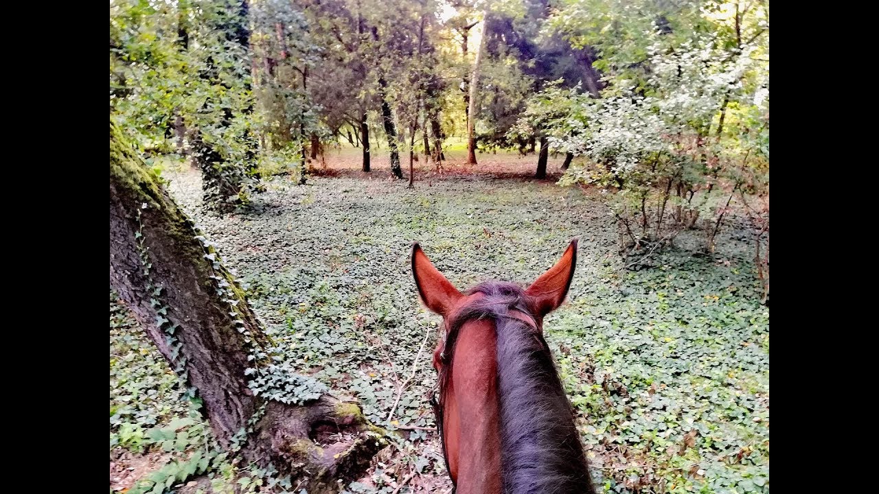 Horse riding - GoPro - YouTube