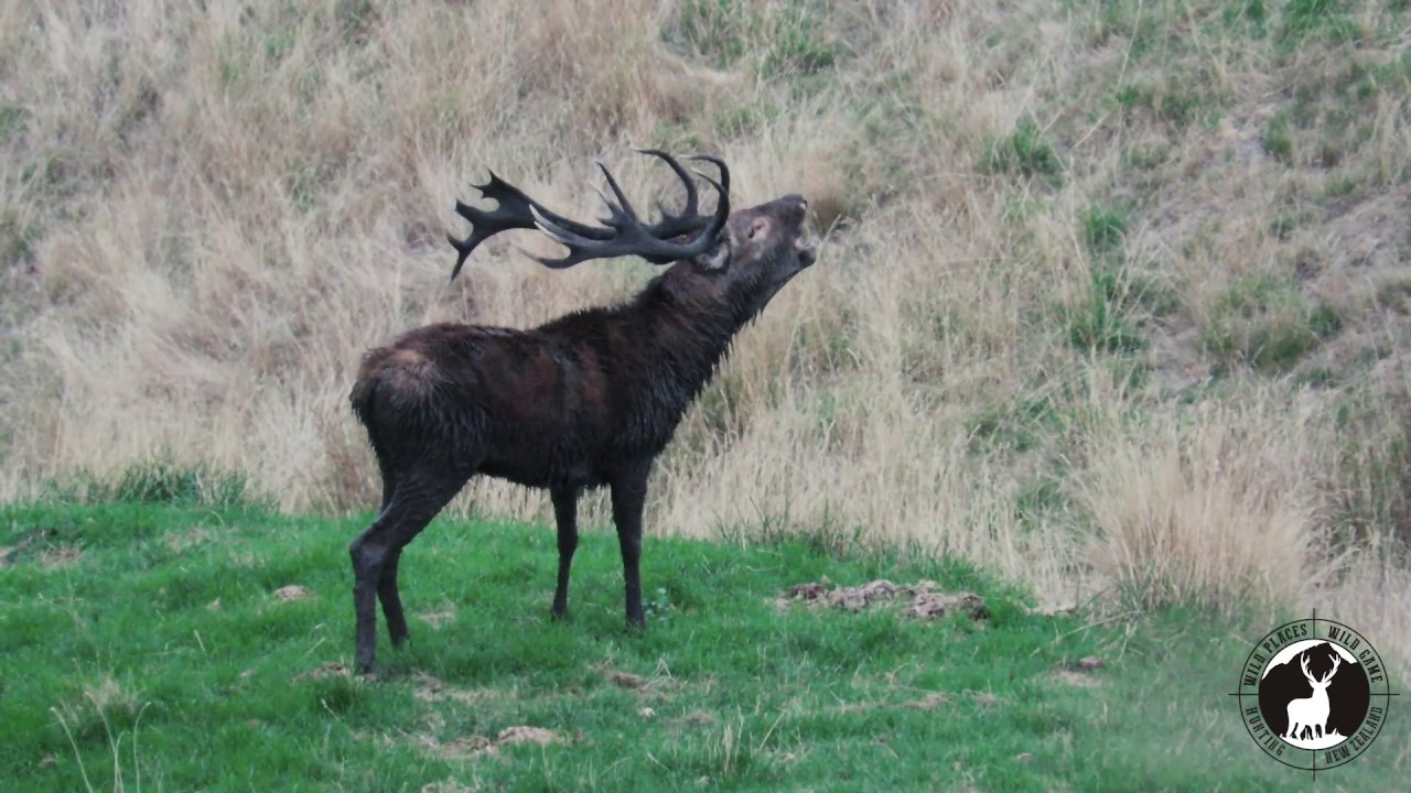 Free Range Red Stags in New Zealand during the Roar - YouTube