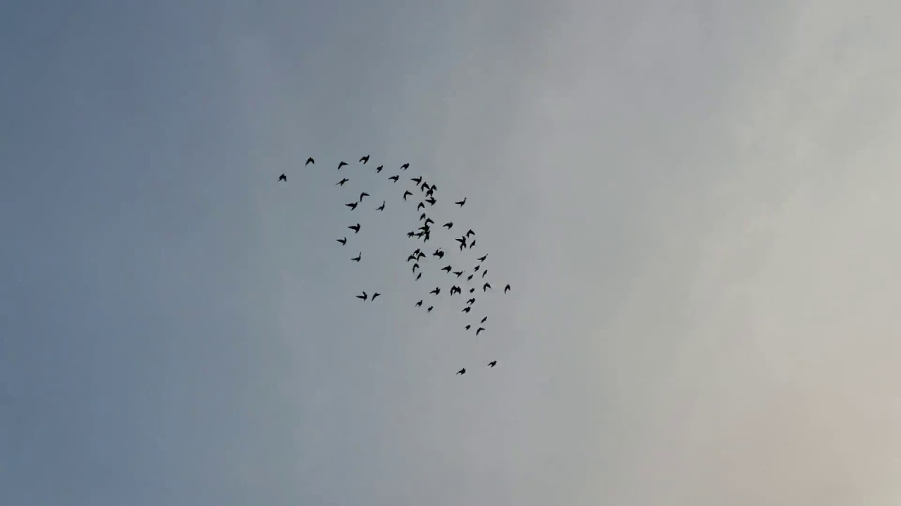 Benefits of Increasing Racing Pigeon Speed - YouTube