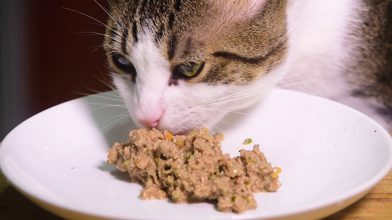 ASMR Miso Cat Eating Duck (Soft Eating + Kitty Licking Sounds ...