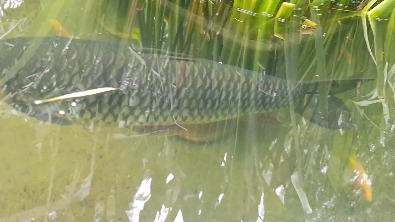 The pond fish in Singapore ZOO | ត្រីនៅសួនសត្វ សឹង្ហាបុរី - YouTube