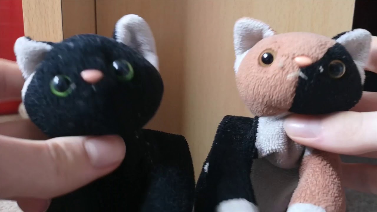 500 Cats - 100 Sub special - YouTube