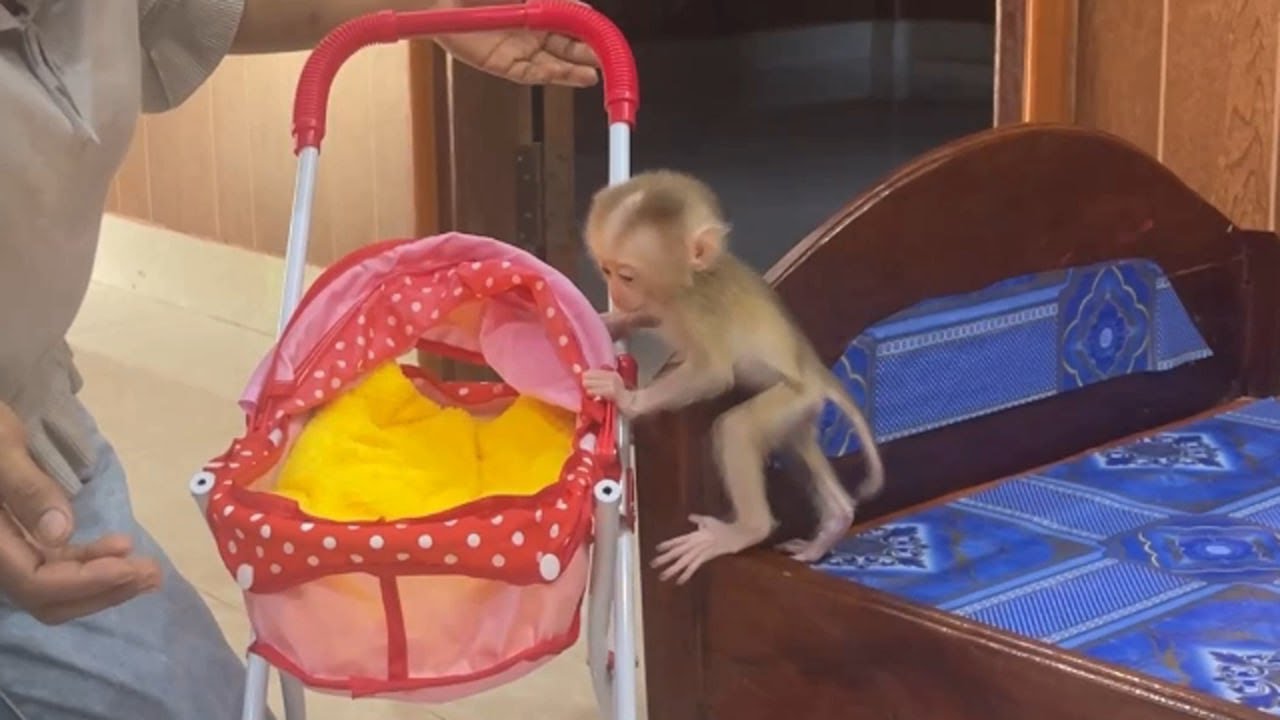 A Tong Excited To Touch New Baby Stroller For Relax Outside - YouTube