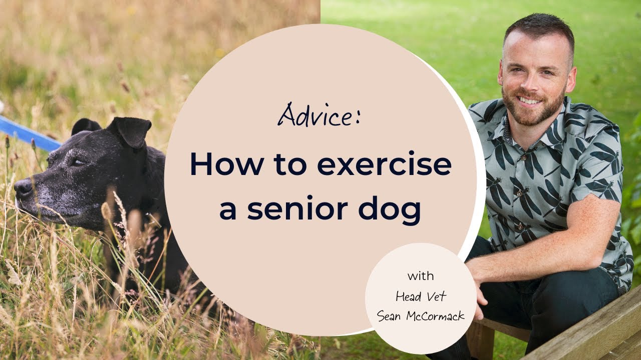 How to exercise a senior dog - YouTube