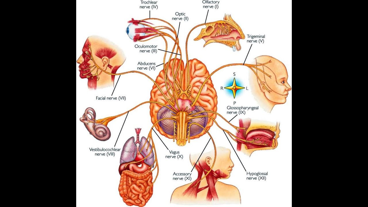 Easiest Cranial Nerve Memorization! - YouTube