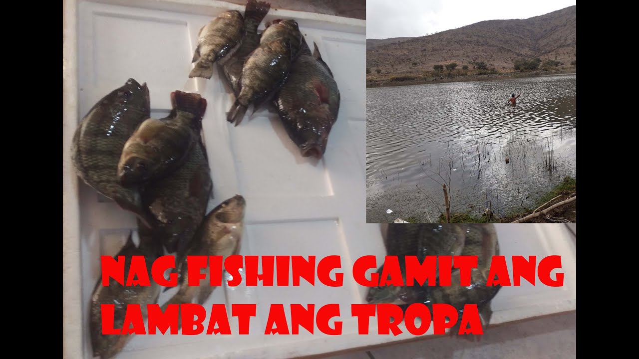 TILAPIA FISHING GAMIT ANG LAMBAT - YouTube