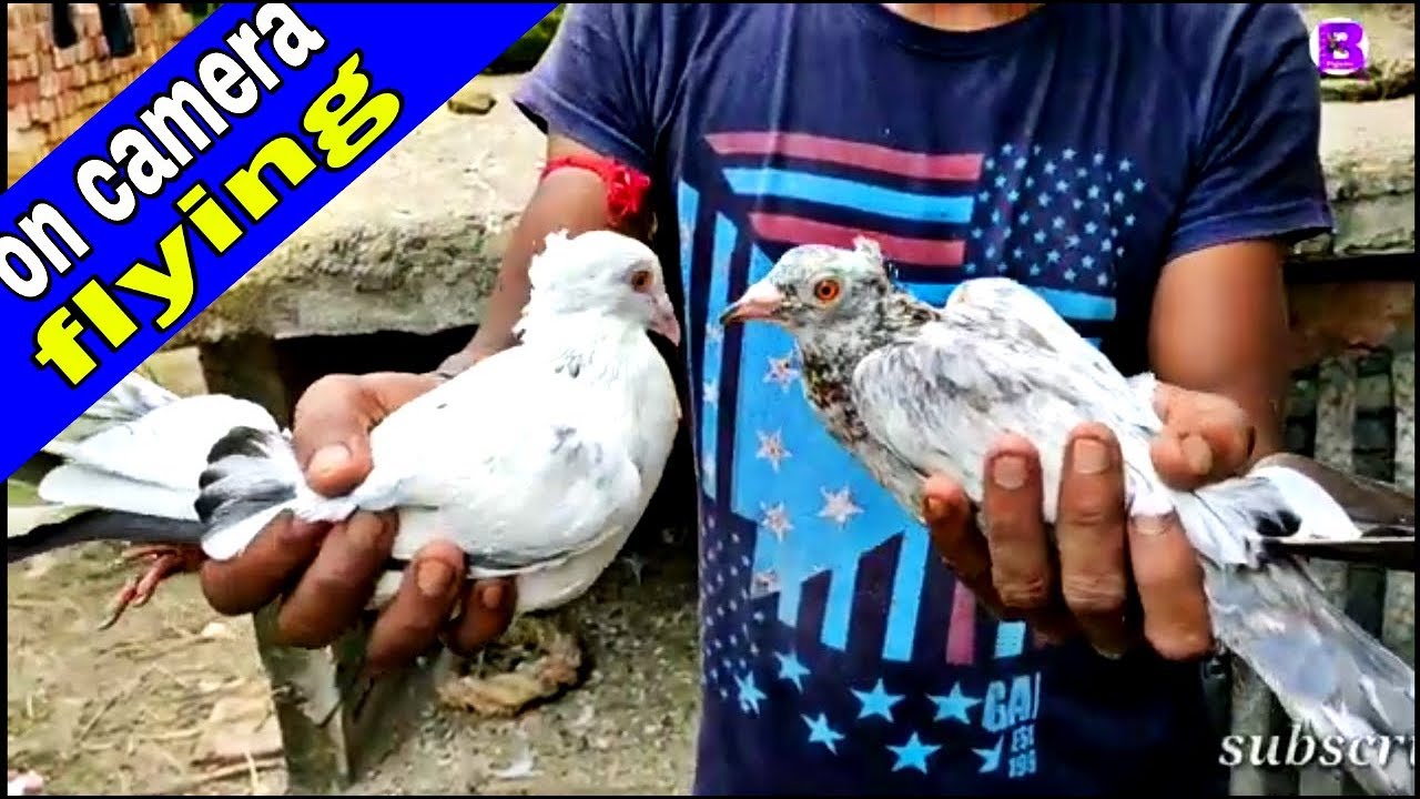 Chotial Madrasi Pigeons | Of Village Pigeon Lover Bapi Mandal... By Bengal Pigeon... - YouTube
