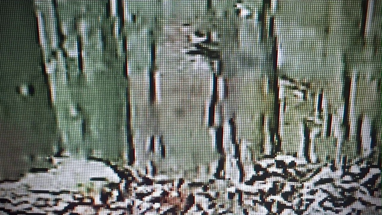 Tall skinny creature that looks like a dog - YouTube