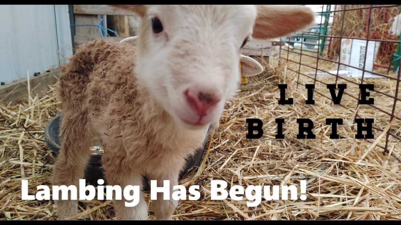 Lambing Katahdin Hair Sheep - LIVE BIRTH - YouTube